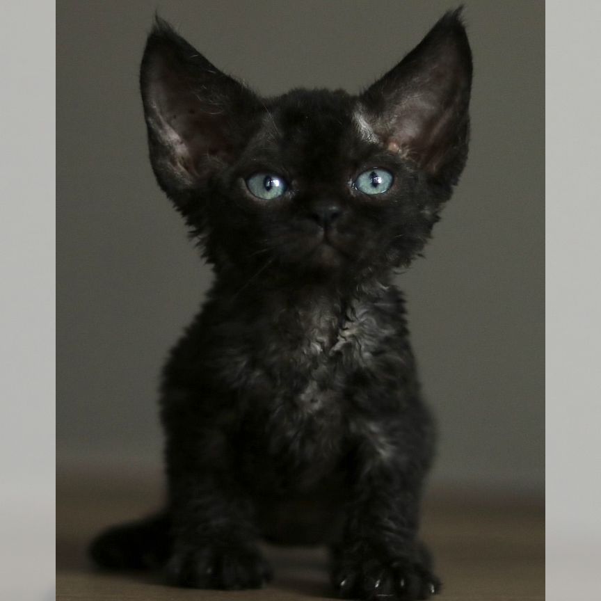 Девон-рекс котёнок