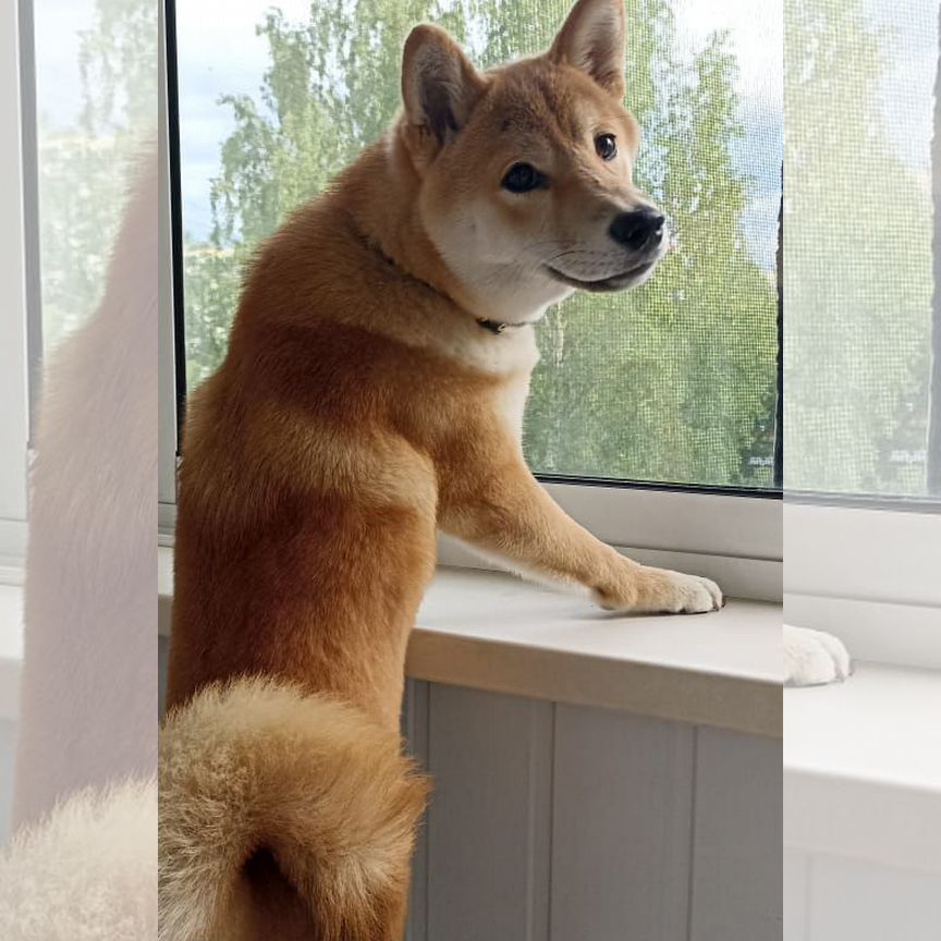 Сиба-ину, вязка