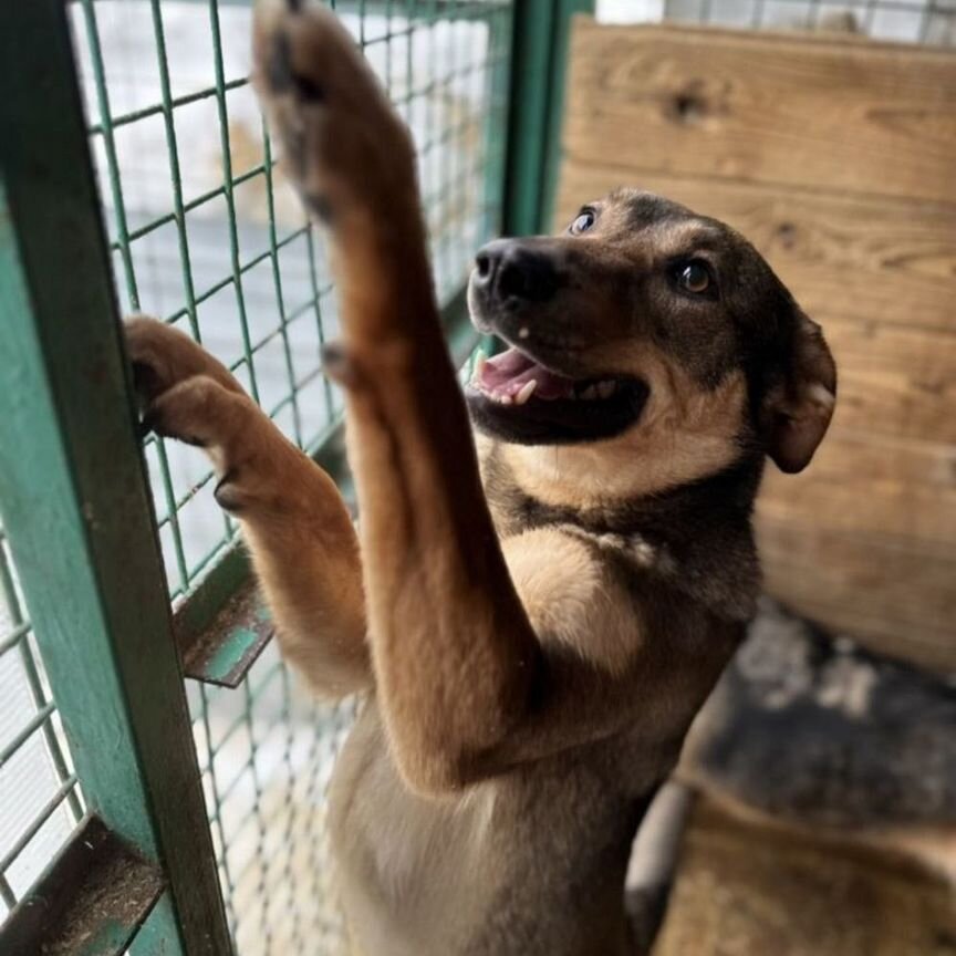 Жизнерадостная собака Рози бесплатно