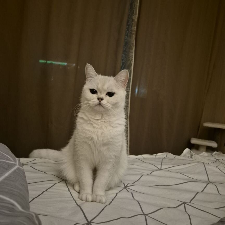 Кошечка на вязку