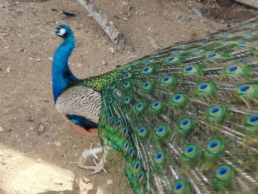 Павлины индийские 1 год
