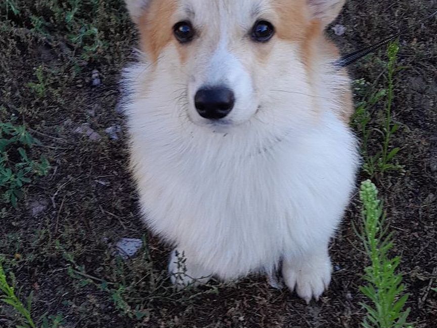 Вельштерьер