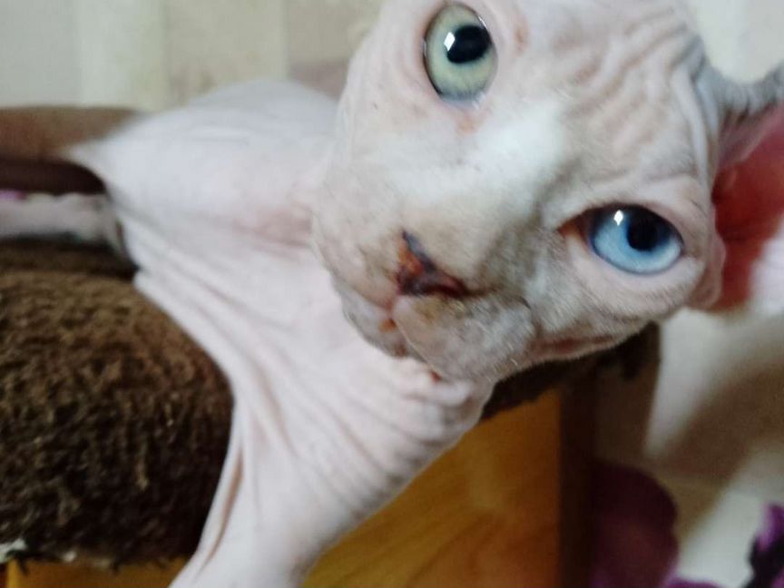 Канадский сфинкс