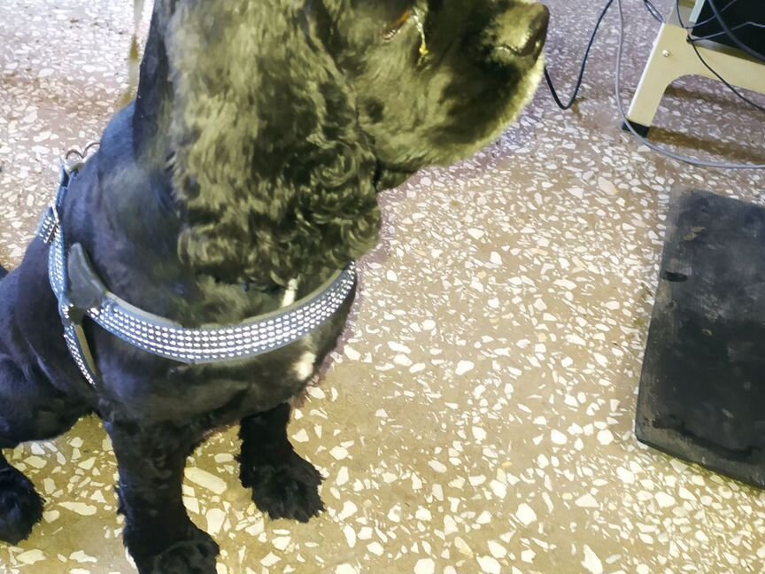 Найден Кокер спаниель