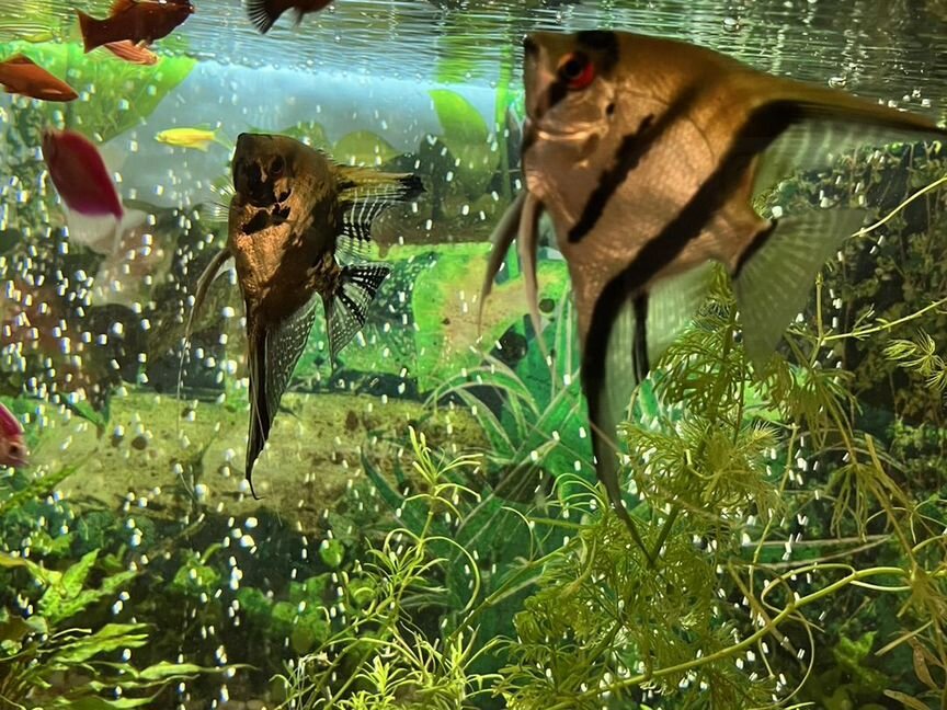 Скалярия пара