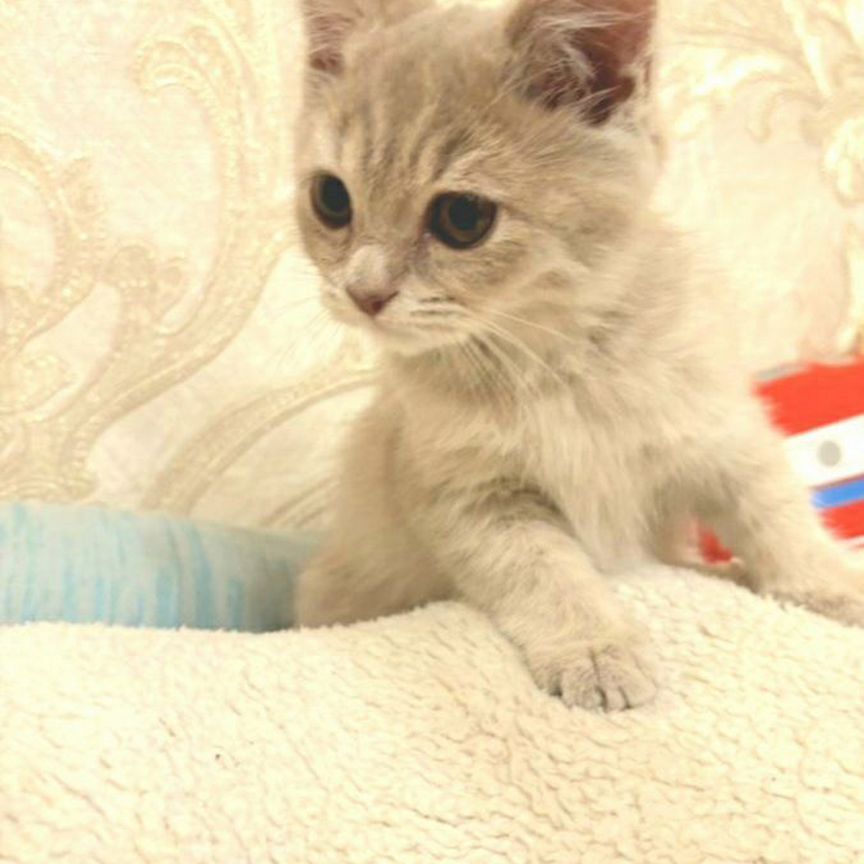 Котенок кремовый окрас