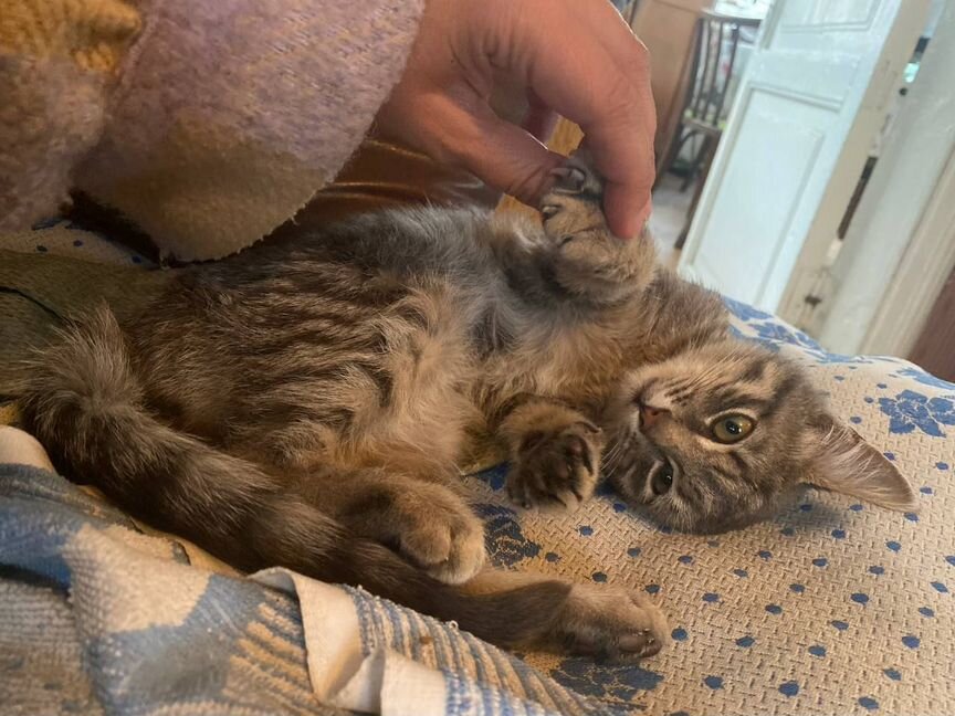 Выкинули котят на улицу