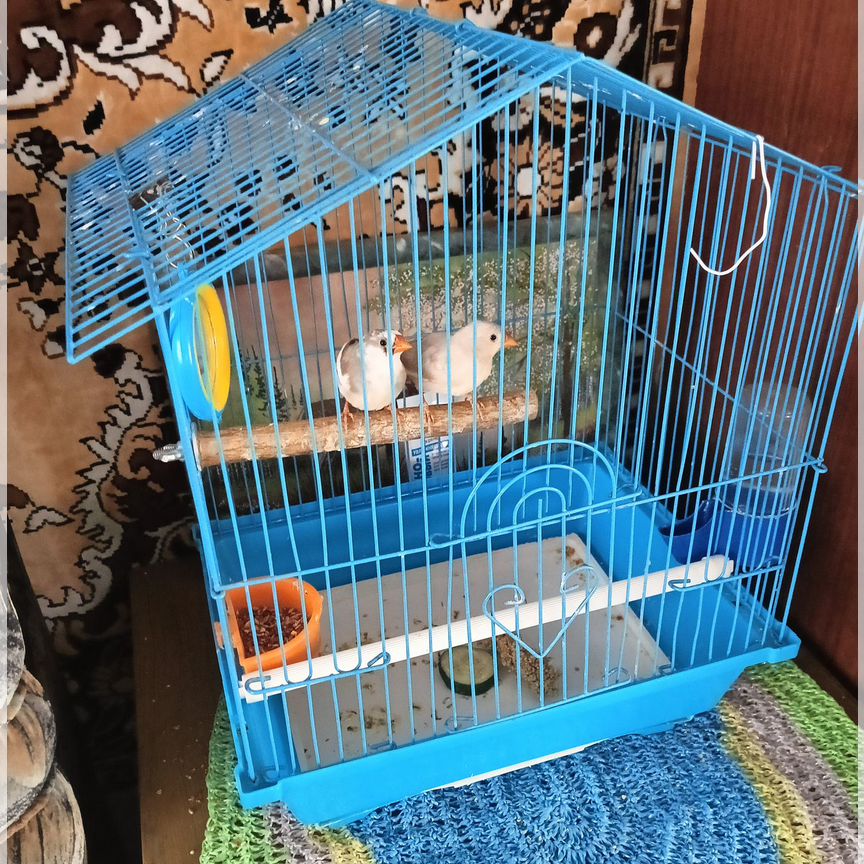 Певчие птицы