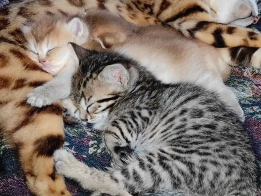 Бенгальские/шотландские котята