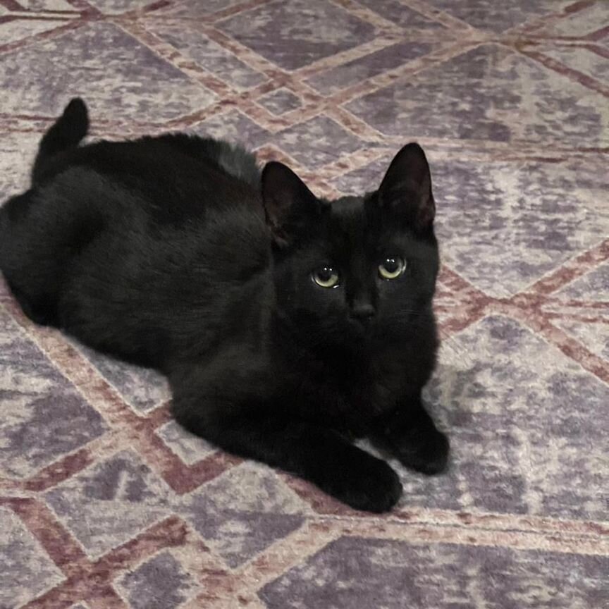 Котёнок Бася в добрые руки