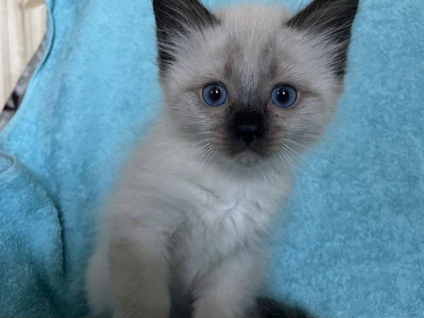 Тайский кот