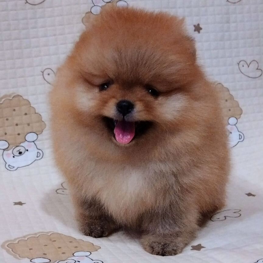 Померанский шпиц