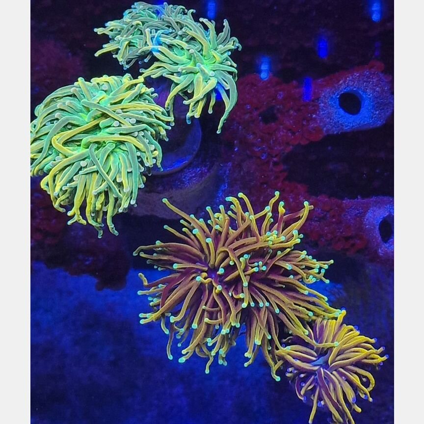 Эуфиллии торч морские кораллы