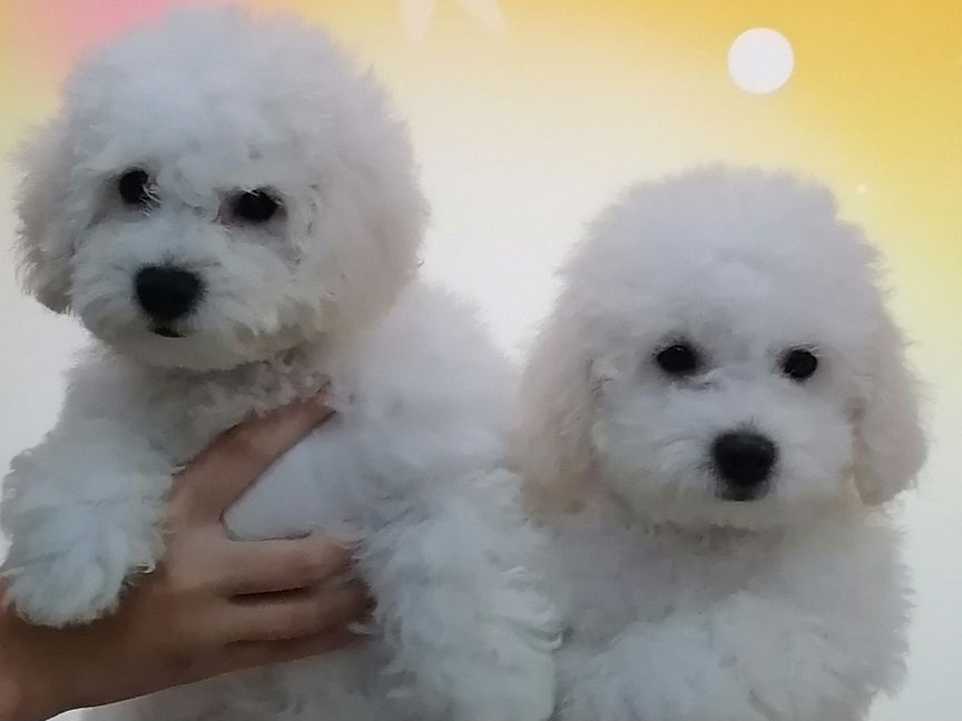 Бишон фризе