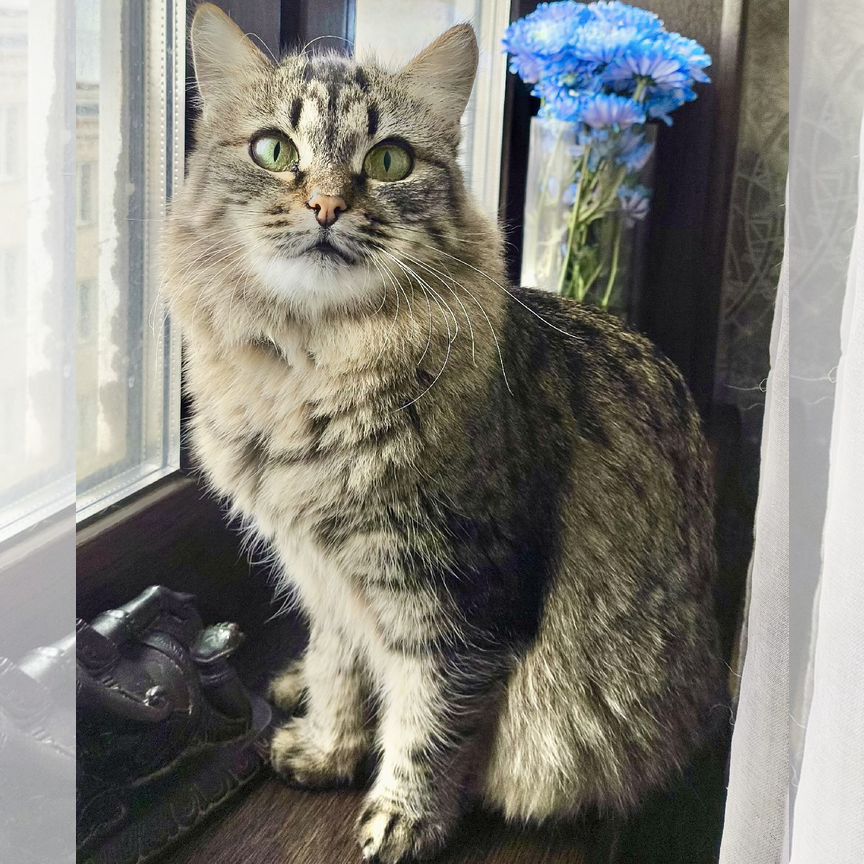 Сибирская, взрослая кошка