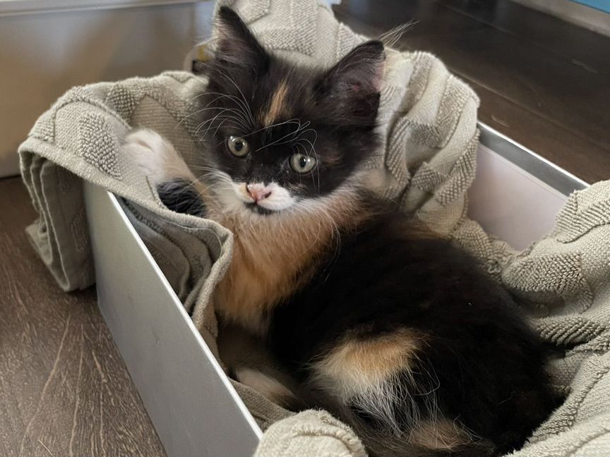 Котенок в добрые руки