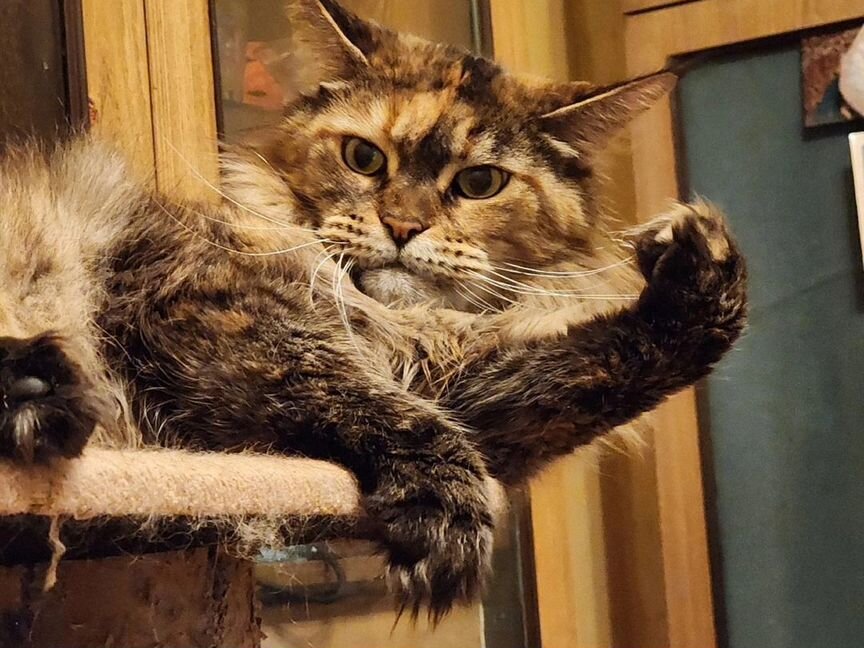 Долли ищет своего человека