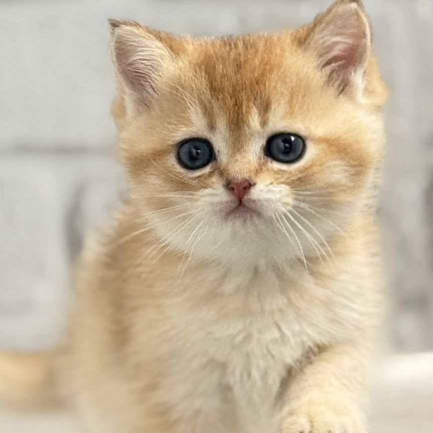 Шотландский прямоухий короткошёрстный котёнок