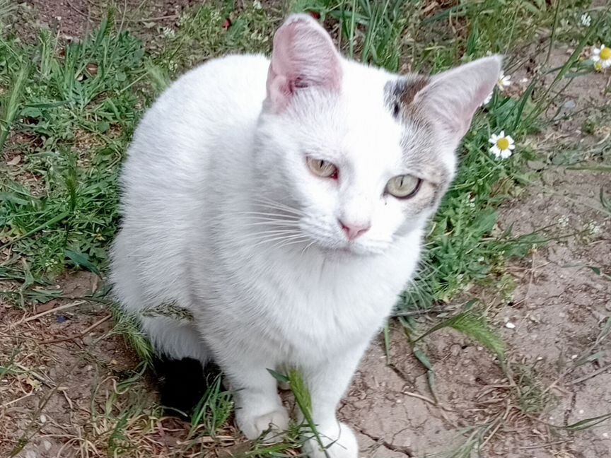 Нужно спасти кошку