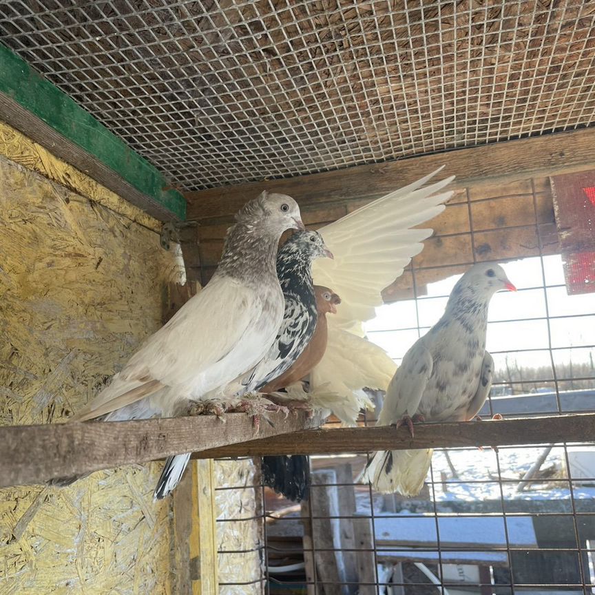 Голубь продаю