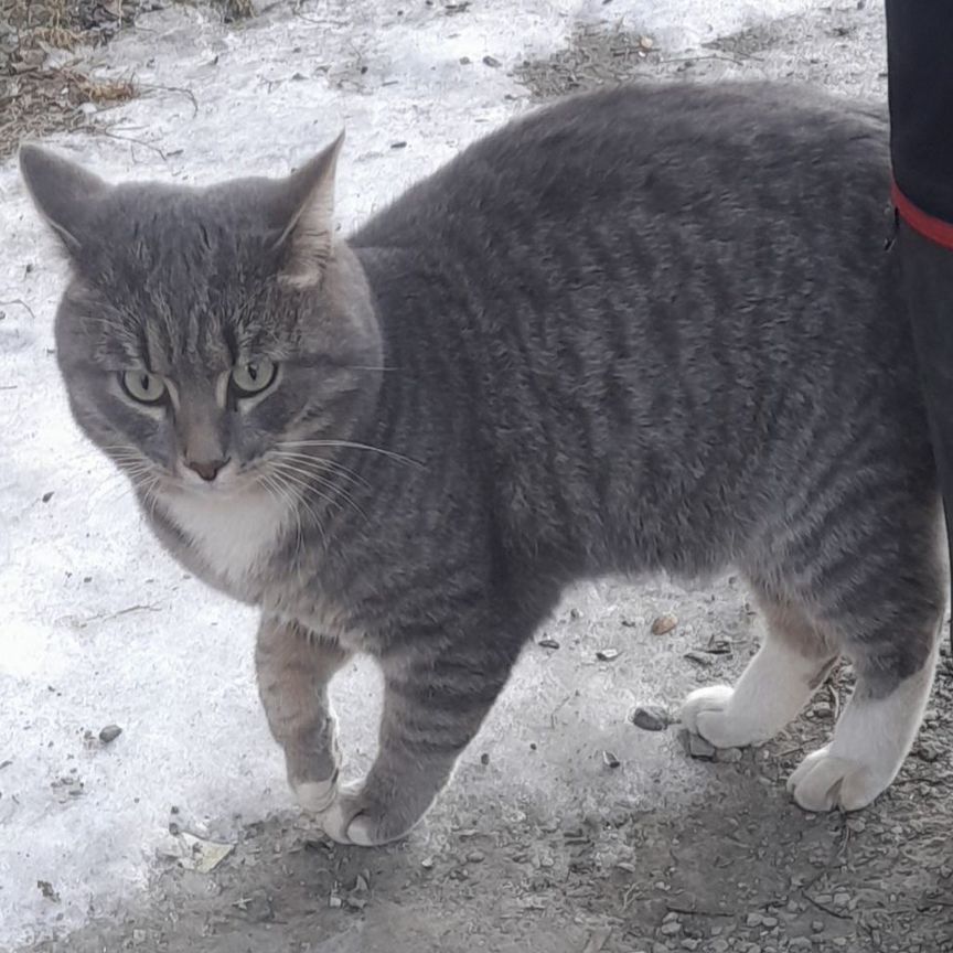 Брутальному котику нужен дом