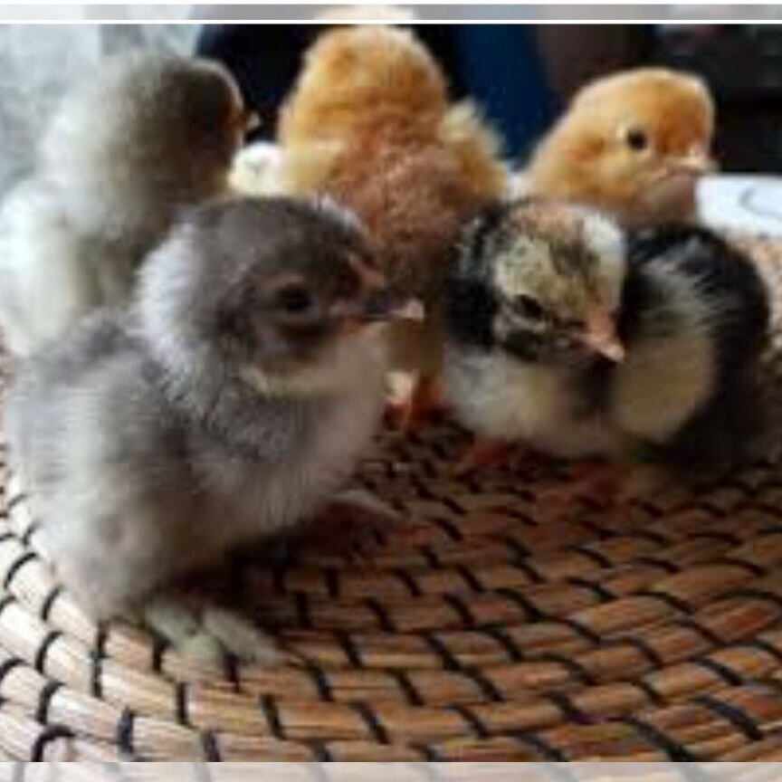 Цыплята