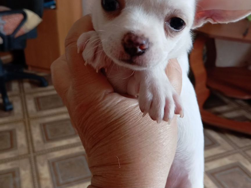 Мальчишка чихуашка