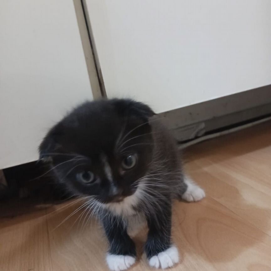 Котята