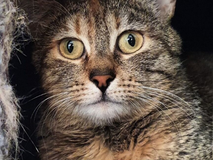 Нежная и ласковая кошка Зося в добрые руки