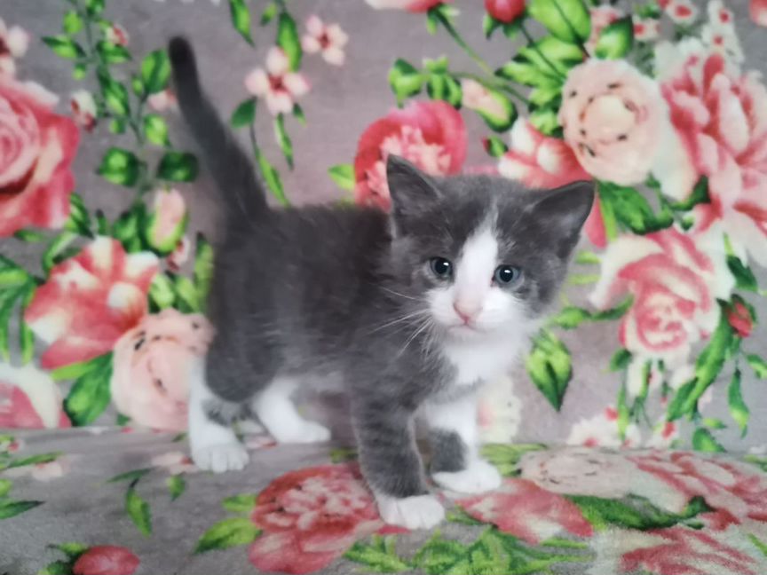 Котята