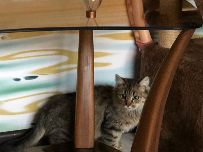 Котёнок 4 месяца, девочка,метис Сибирской