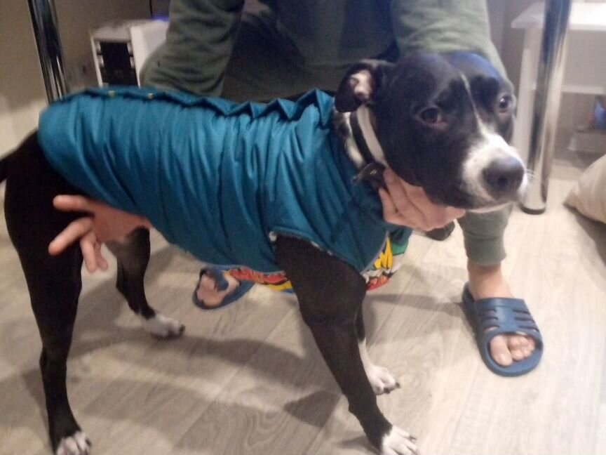 Собака в добрые руки отдам бесплатно