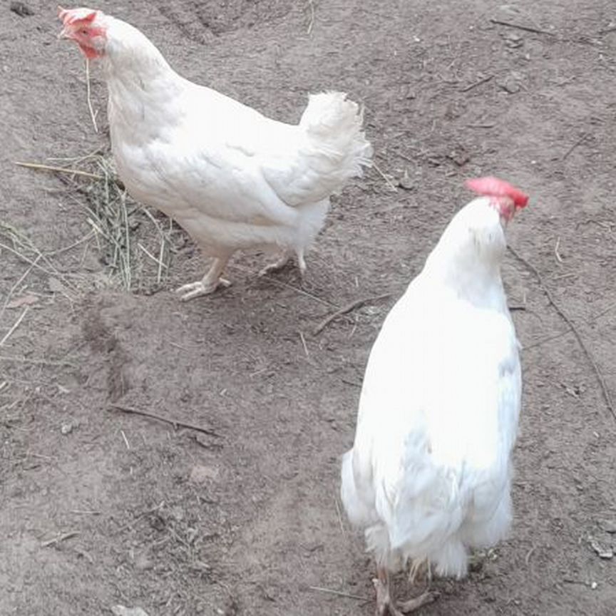 Куры на суп