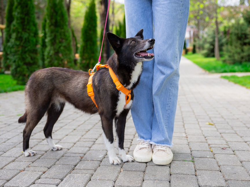 Иви маленкая собачка