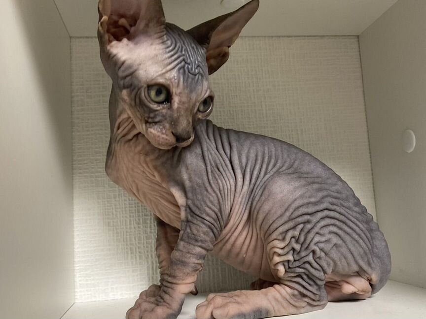 Канадский сфинкс котенок