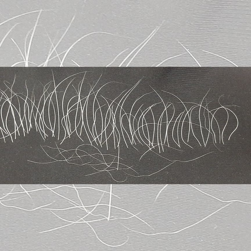 Кошачьи усы