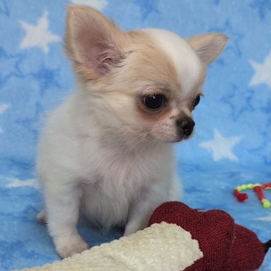 Чихуахуа, щенок