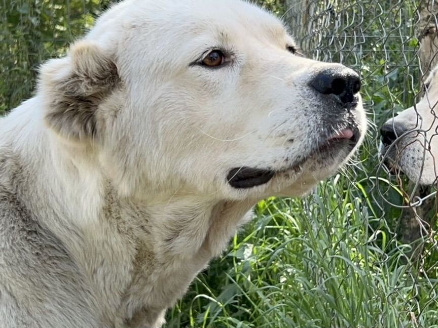 Среднеазиатская овчарка алабай в добрые рук