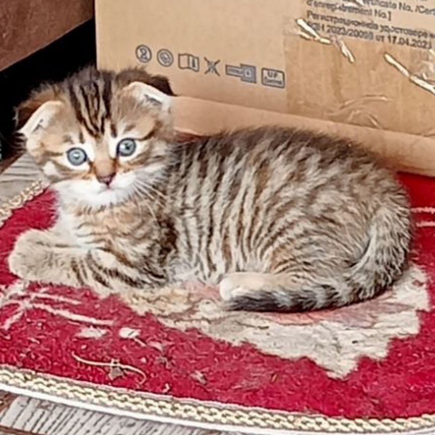 Кошечка