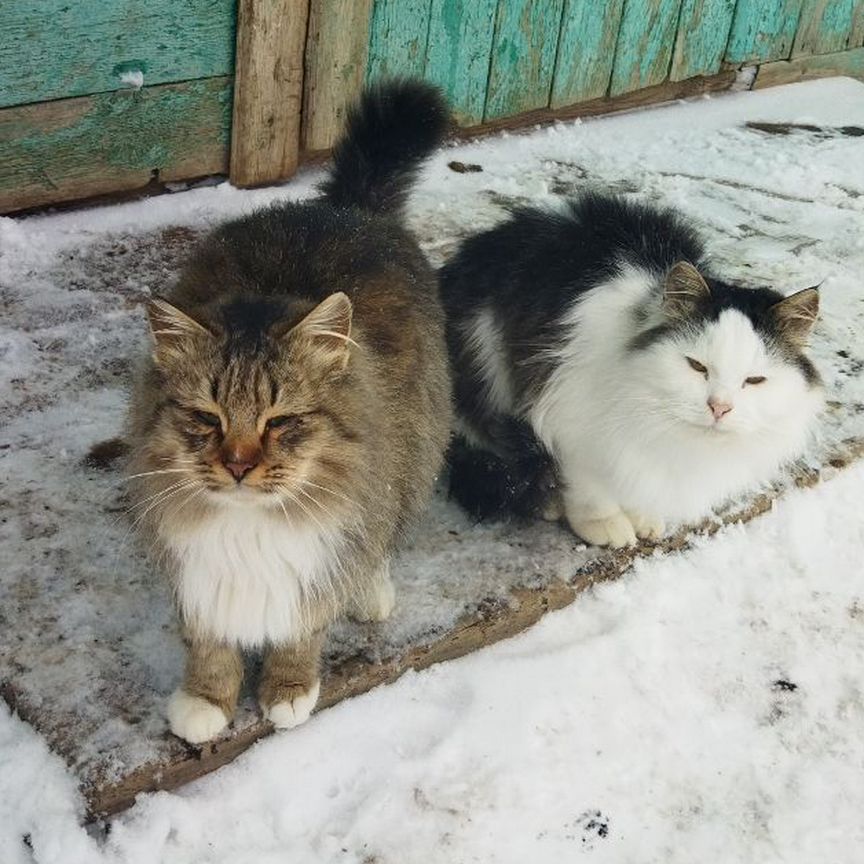 Коты в добрые руки