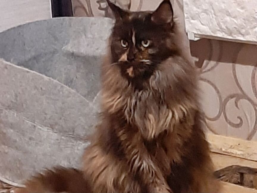 Котята мейн-кун