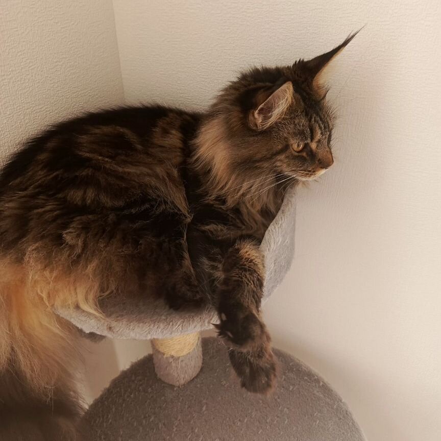 Кошки мейн-кун бесплатно