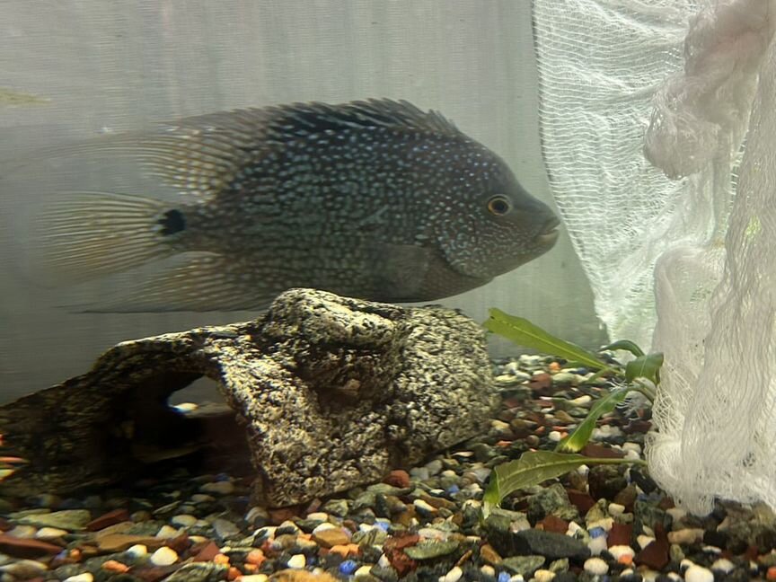 Аквариумная рыбка цихлозома бриллиантовая