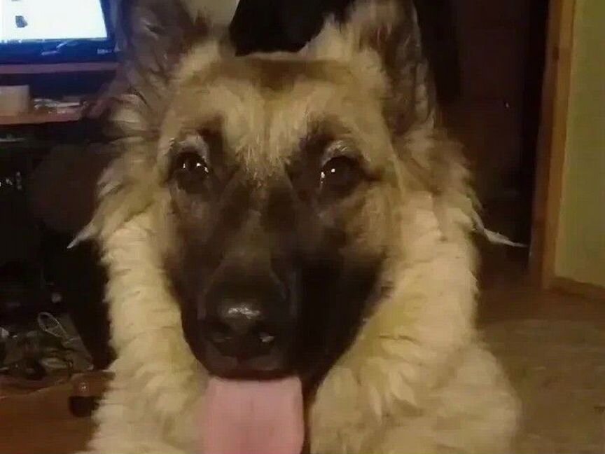 Вео+немец продаю