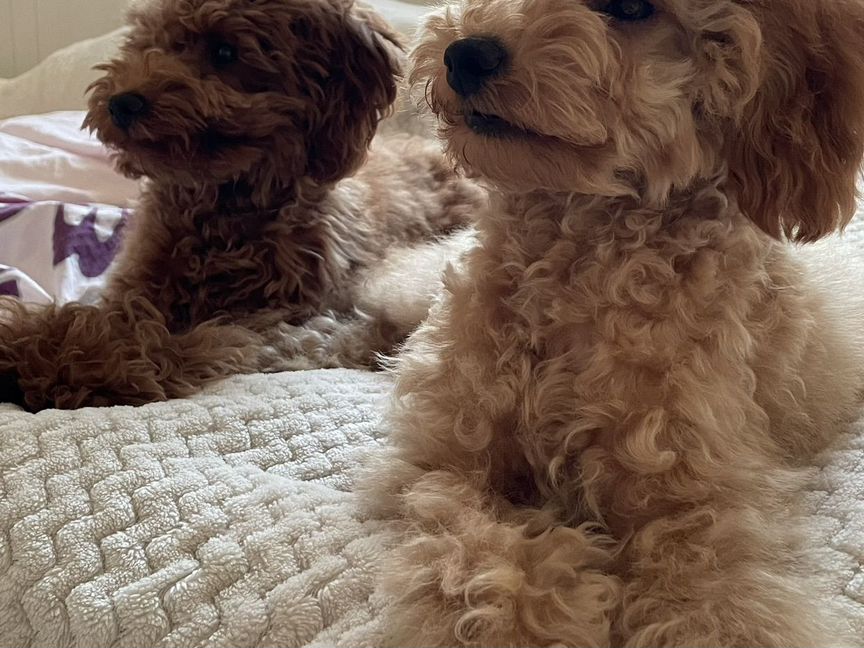 Миниатюрный пудель