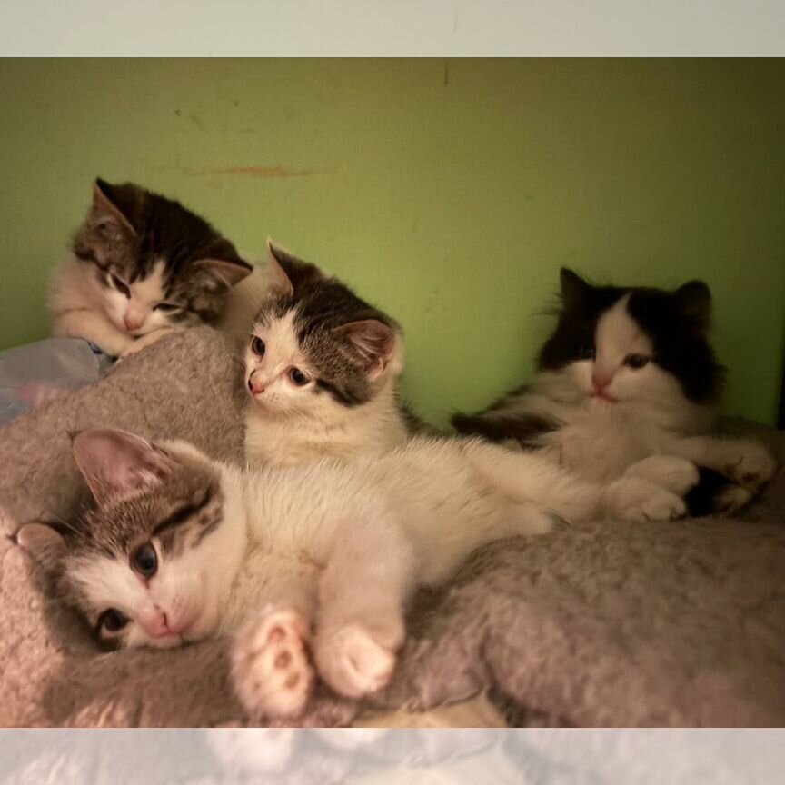 Котёнок в добрые руки