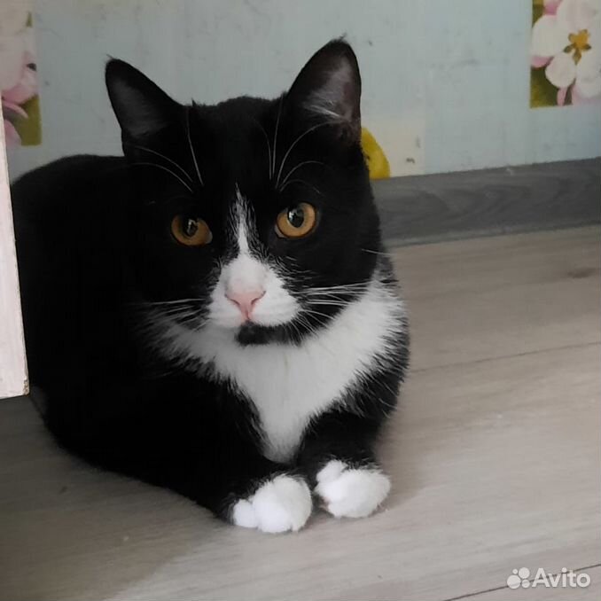 Добряк Арчи-котик в добрые руки