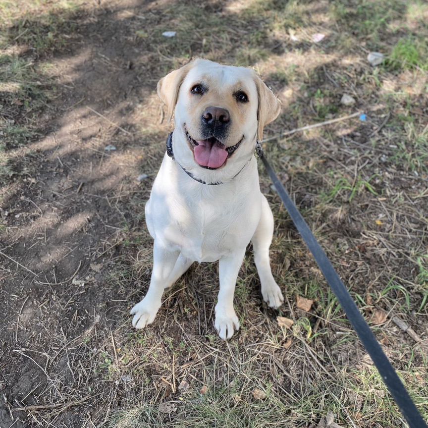 Отдам в добрые руки лабрадора