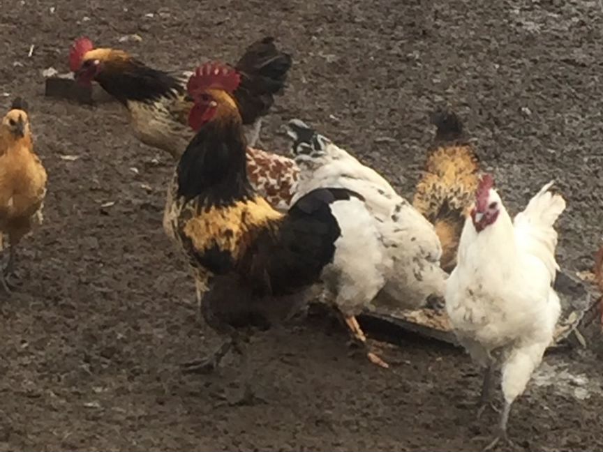 Продам петушков и курочек породы лакендази