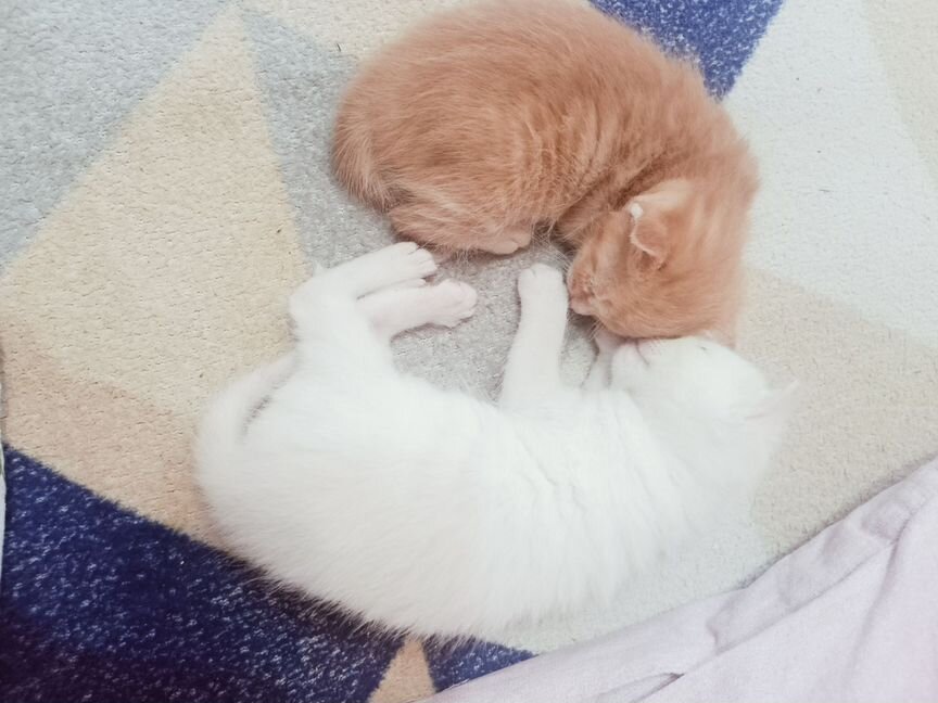 Кошки в добрые руки